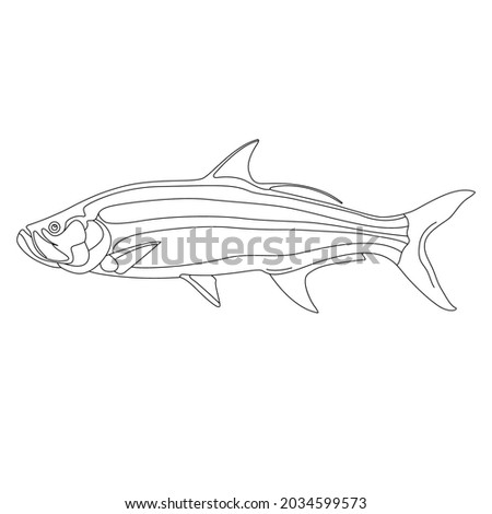 Tarpon Drawing | Free download on ClipArtMag