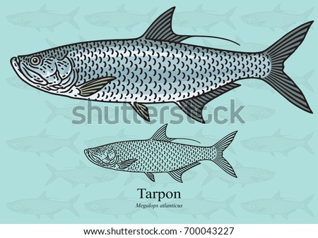 Tarpon Drawing | Free download on ClipArtMag