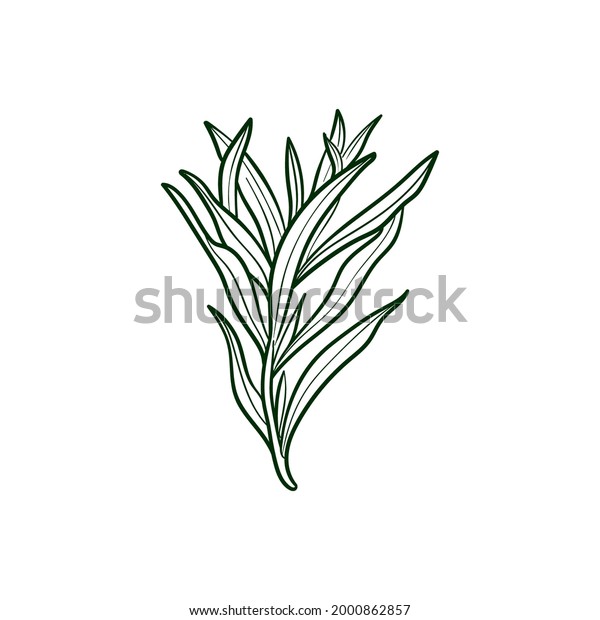 Tarragon Line Vector Illustration Detailed Food Stock Vector (Royalty ...
