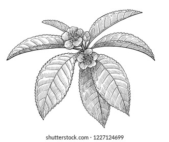 Tea Leaf Flower Illustration Drawing Engraving Stock Vector (Royalty ...