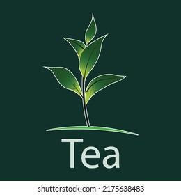 Tea Plant Logo Vector Illustration Stock Vector (Royalty Free ...