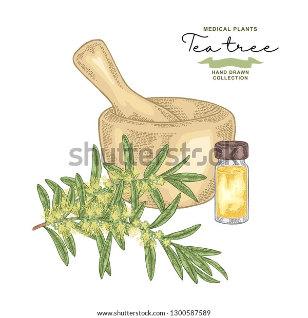 Tea Tree Flowers Leaves Isolated On Stock Vector (Royalty Free ...