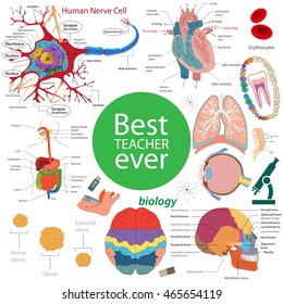 Teacher Biology Stock Vector (Royalty Free) 465654119 | Shutterstock