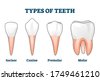 321,794 Human Teeth Royalty-Free Images, Stock Photos & Pictures ...