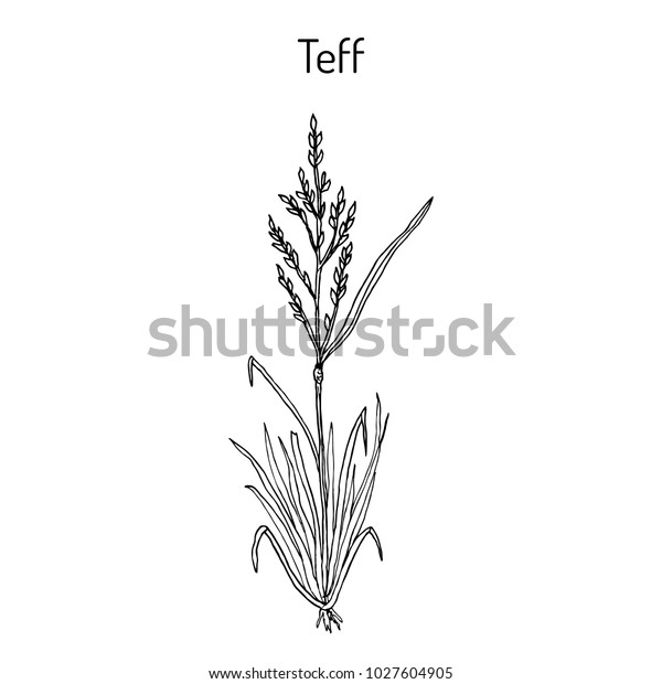 Teff Eragrostis Tef Williams Lovegrass Annual Stock Vector (Royalty ...