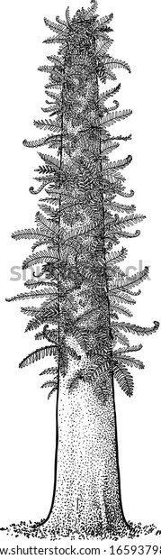 Tempskya Tree Fern Illustration Drawing Engraving Stock Vector (Royalty ...