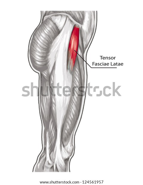 Tensor Fasciae Latae Didactic Board Anatomy Stock Vector (Royalty Free ...