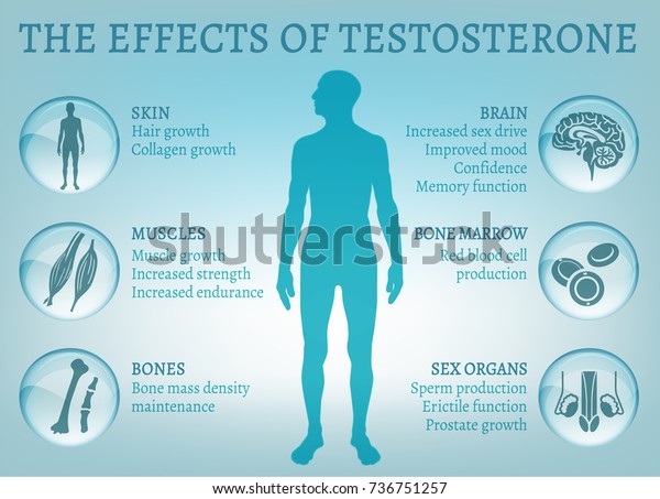Testosterone Effects Infographic Image Isolated On Stock Vector ...