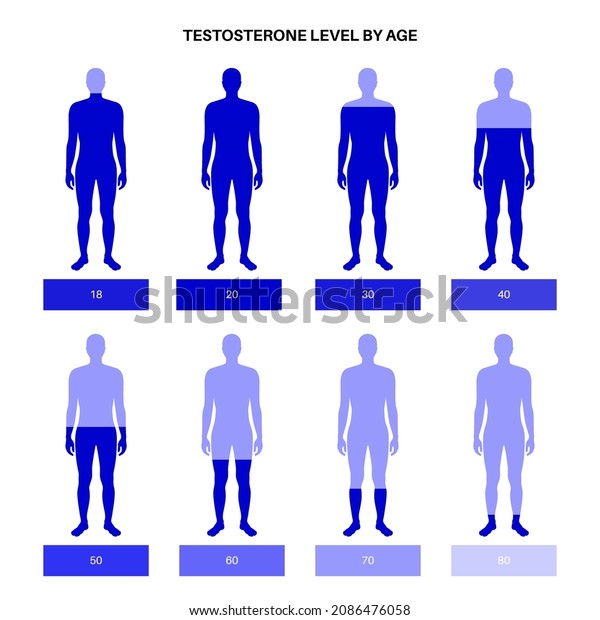 Testosterone Level Color Chart Sex Hormone 库存矢量图（免版税）2086476058 ...