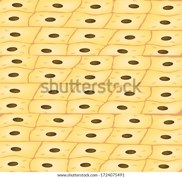 Texture Dermis Background Epidermis Cytology Histological Stock Vector ...