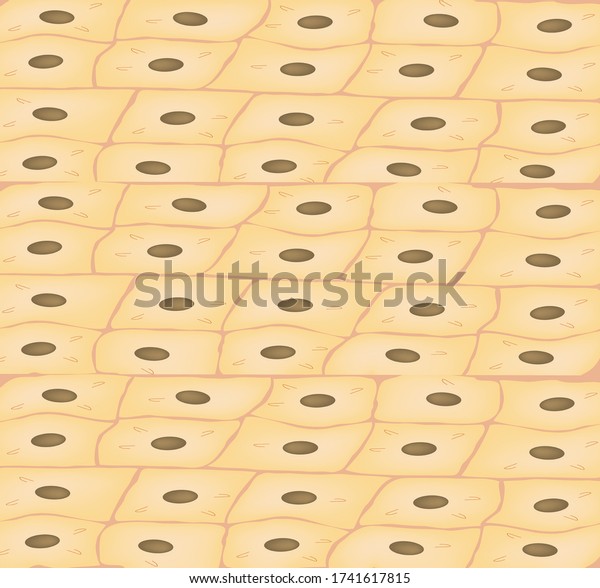 Texture Dermis Background Epidermis Cytology Histological Stock Vector ...