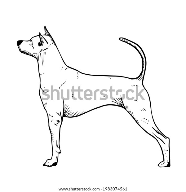 Thai Ridgeback Vector Hand Drawing Illustration Stock Vector (Royalty ...