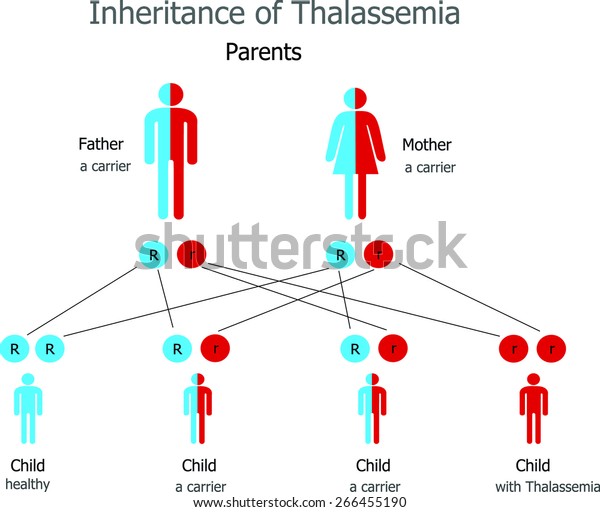Thalassemia Inheritance Described Scheme Stock Vector (Royalty Free ...