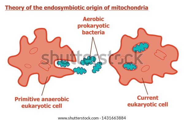 Theory of the endosymbiotic origin of mitochondria