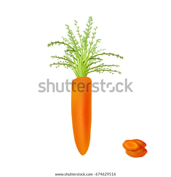 Thick Carrot Isolated On White Background Stock Vector (Royalty Free ...