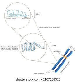 58 Loop domains Images, Stock Photos & Vectors | Shutterstock