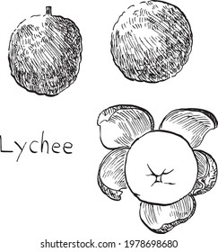 This Black White Illustration Three Lychees Stock Vector (Royalty Free ...