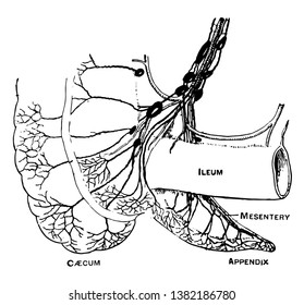 This Diagram Represents Lymphatics Caecum Appendix Stock Vector ...