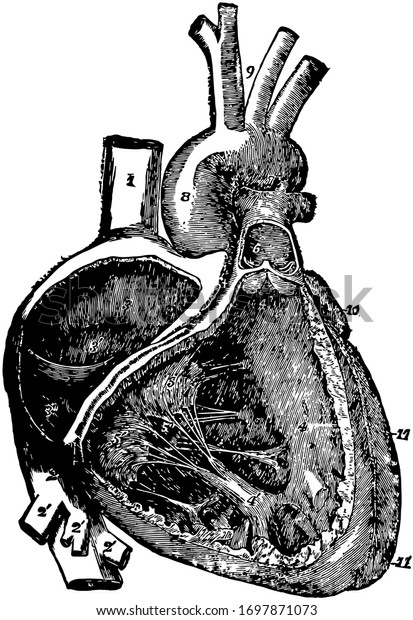This Diagram Represents Right Atrium Ventricle Stock Vector (Royalty ...