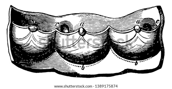 This Diagram Represents Semilunar Valves Heart 库存矢量图（免版税）1389175874 ...