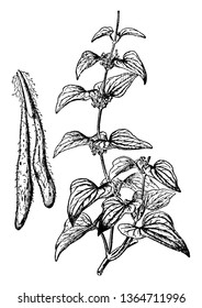 1,269 Yam drawing Images, Stock Photos & Vectors | Shutterstock