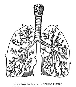 Lungs Doodle Drawing Human Organ: стоковая векторная графика (без ...