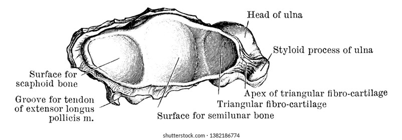 This Illustration Represents Carpal Articular Surface Stock Vector ...