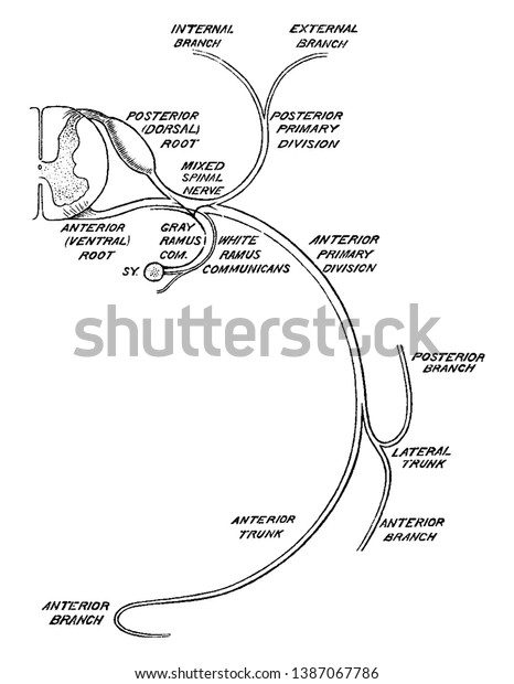 This Illustration Represents Distribution Spinal Nerves Stock Vector ...