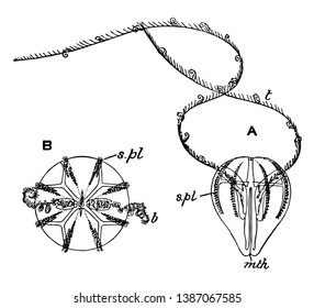 This Illustration Represents Hormiphora Plumosa Vintage: เวกเตอร์สต็อก ...