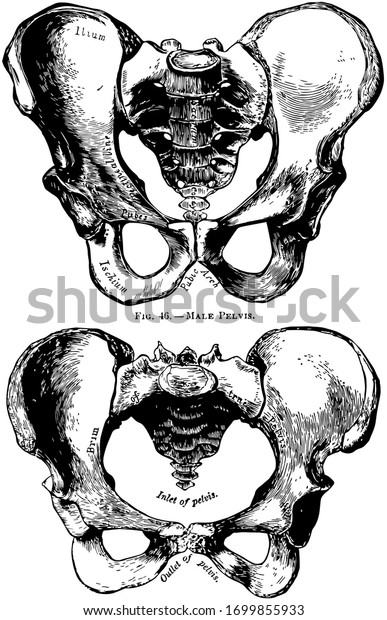 This Illustration Represents Human Pelvis Male Stock Vector (Royalty ...