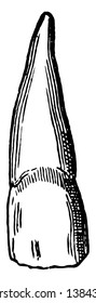 This Illustration Represents Incisor Tooth Vintage: เวกเตอร์สต็อก (ปลอด ...