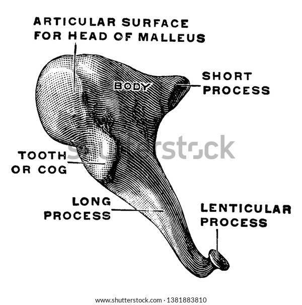 This Illustration Represents Medial Front View Stock Vector (Royalty ...