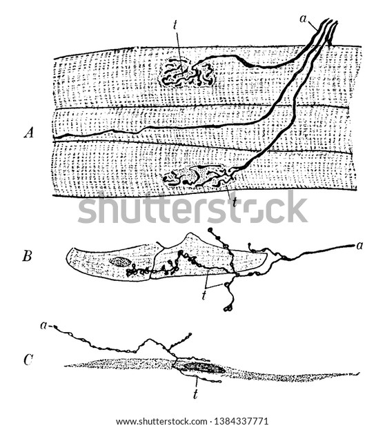 This Illustration Represents Motor Nerve Endings Stock Vector (Royalty ...