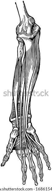 This Illustration Represents Muscles Forearm Vintage Stock Vector ...