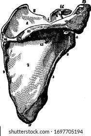 Vektor Stok This Illustration Represents Scapula Vintage Line (Tanpa ...