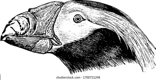 207 Puffin line art Images, Stock Photos & Vectors | Shutterstock