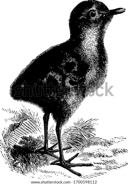 This Illustration Represents Young Curlew Vintage Stock Vector (Royalty ...
