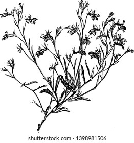Wild Herbs Flowers Sketch Drawing Vector Stock Vector (Royalty Free ...