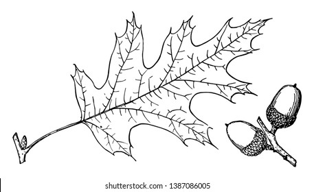 This Image Quercus Kelloggii Fruit Branch Stock Vector (Royalty Free ...