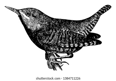 451 Wren drawing Images, Stock Photos & Vectors | Shutterstock