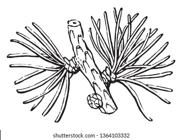 Hand Drawn Larch Branch Isolated On Stock Vector (Royalty Free) 1555759433