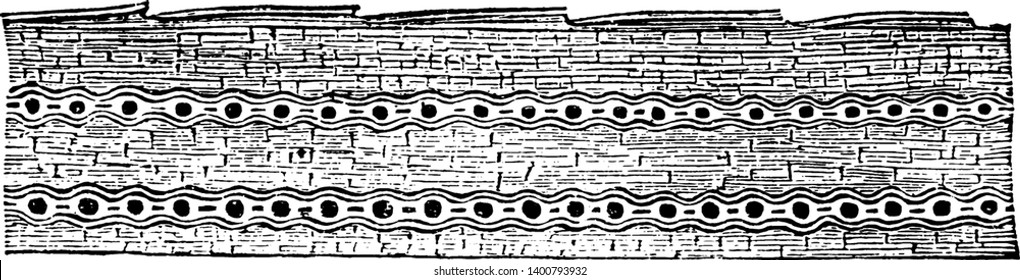 This Longleaf Pine Verticalcross Sections Leaves Stock Vector (Royalty ...