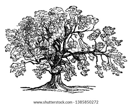 This Mature Ash Tree Very Commonly Stock Vector (Royalty Free ...