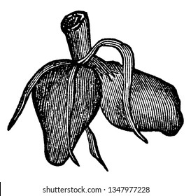 Vektor Stok This Picture Showing Didymous Root Roots (Tanpa Royalti ...