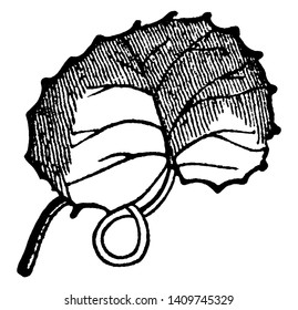 1,167 Kidney shaped leaves Images, Stock Photos & Vectors | Shutterstock