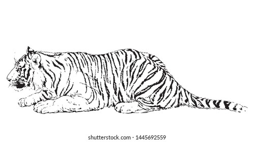 This Tiger Line Drawing Illustration Stock Vector (Royalty Free ...