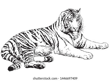 This Tiger Line Drawing Illustration Stock Vector (Royalty Free) 1446697409