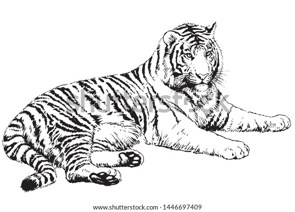 This Tiger Line Drawing Illustration Stock Vector (Royalty Free ...