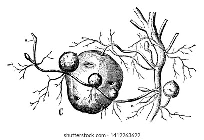 143 Potato underground Stock Illustrations, Images & Vectors | Shutterstock