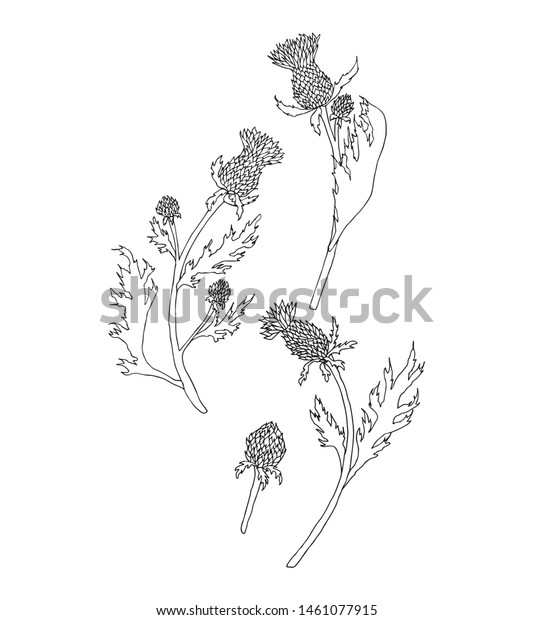 Thistle Plant Set Vector Outline Flower Stock Vector (Royalty Free ...